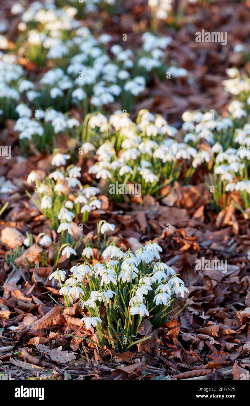 Top view of white snowdrop flowers growing in a backyard garden in ...