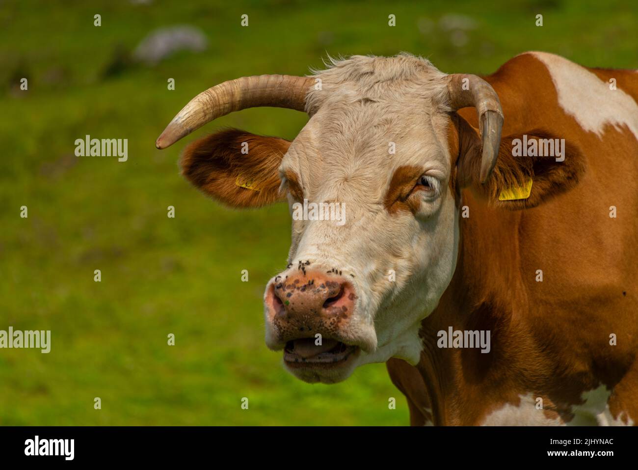 Clean color cow with green grass background in Velika Planina mountains ...