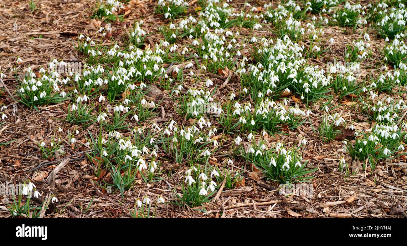 Top view of white snowdrop flowers growing in a backyard garden in ...