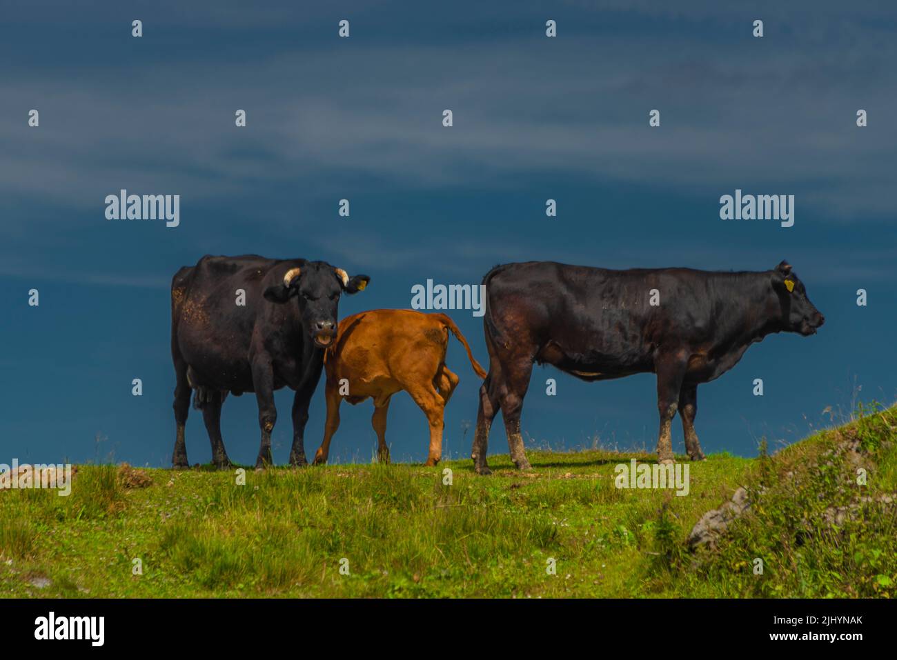 Clean color cows with blue sky background in Velika Planina mountains ...