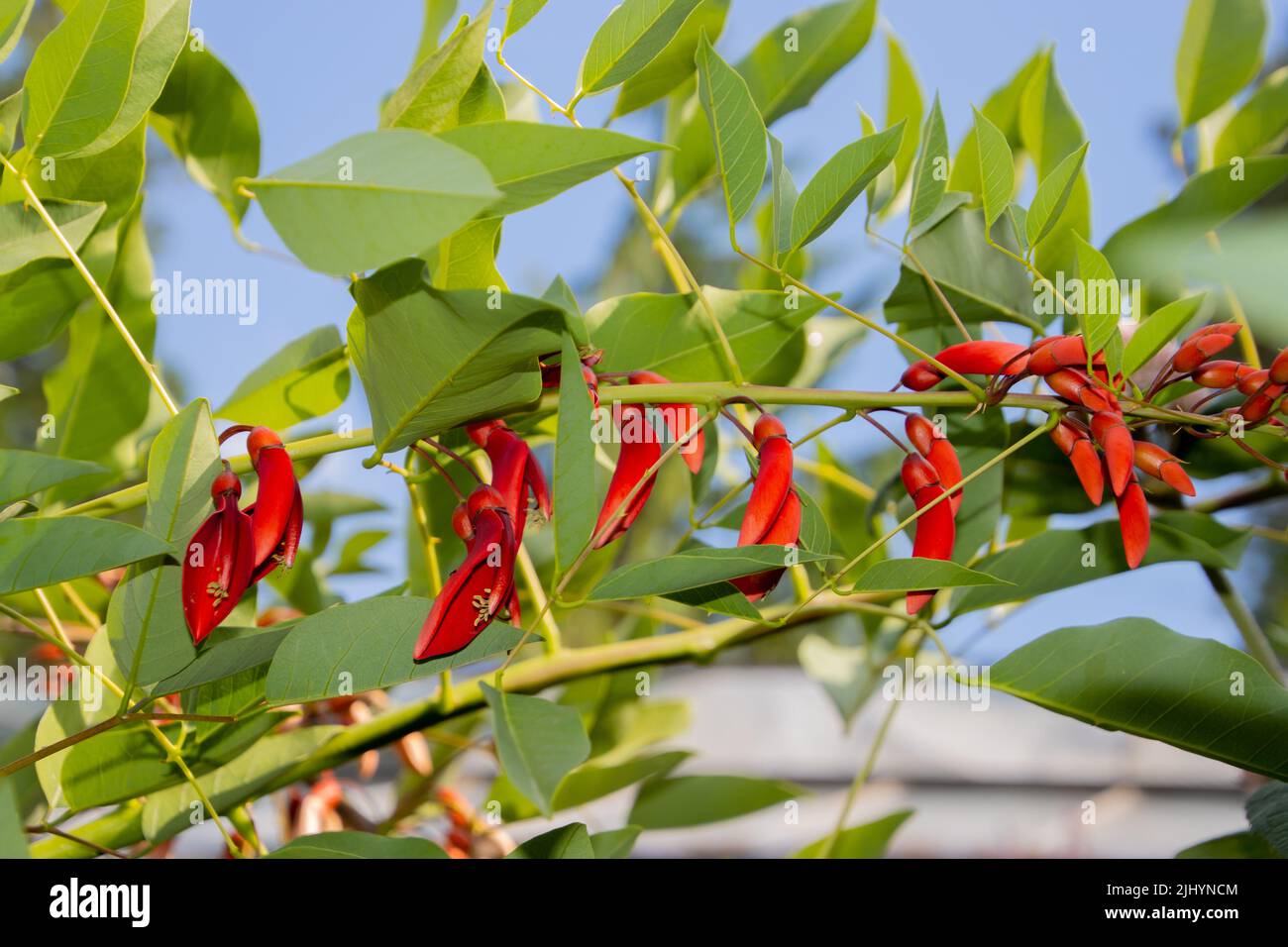 Coral tree hi-res stock photography and images - Alamy