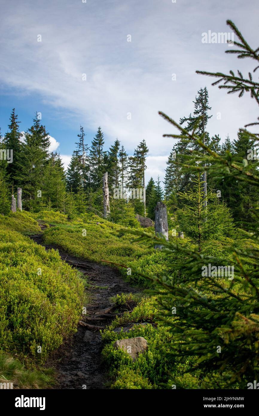 Hiking path in the forest Stock Photo - Alamy