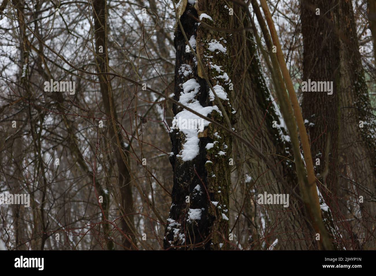 Dying wild forest in winter Stock Photo - Alamy