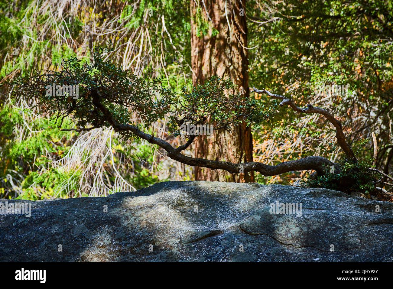 Unique tree floating off boulder in forest Stock Photo - Alamy