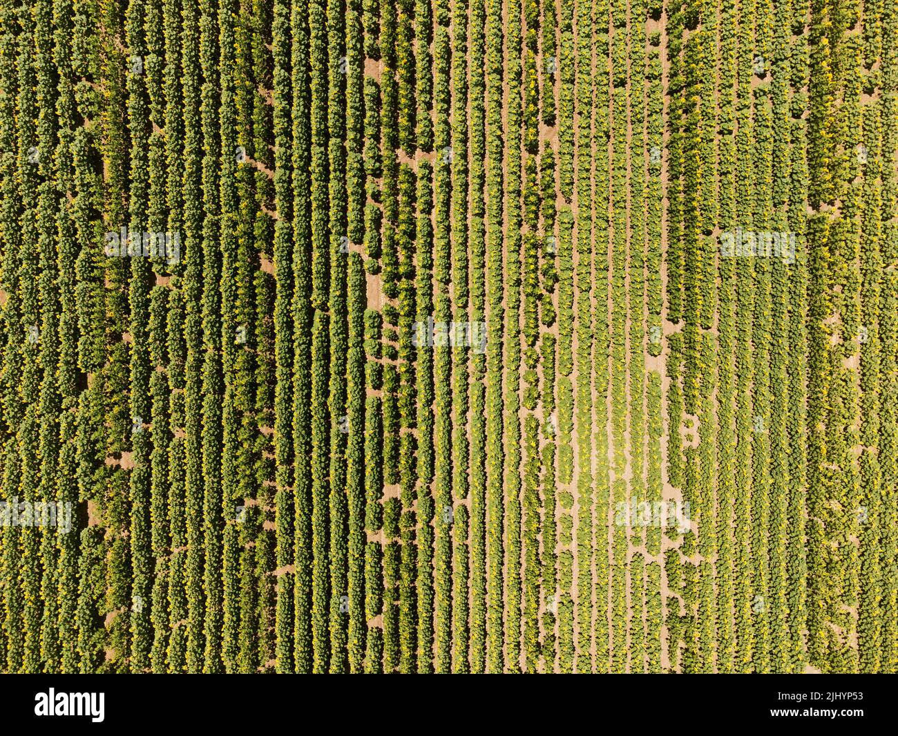 Aerial top view of the sunflowers fields. Photo taken via a drone Stock ...