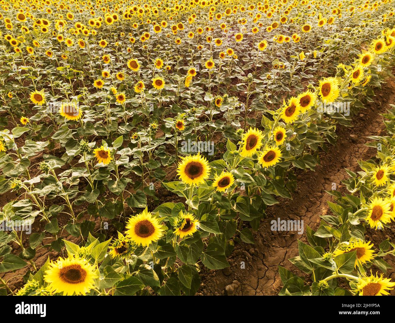 Flying over fields blooming sunflowers hi-res stock photography and ...