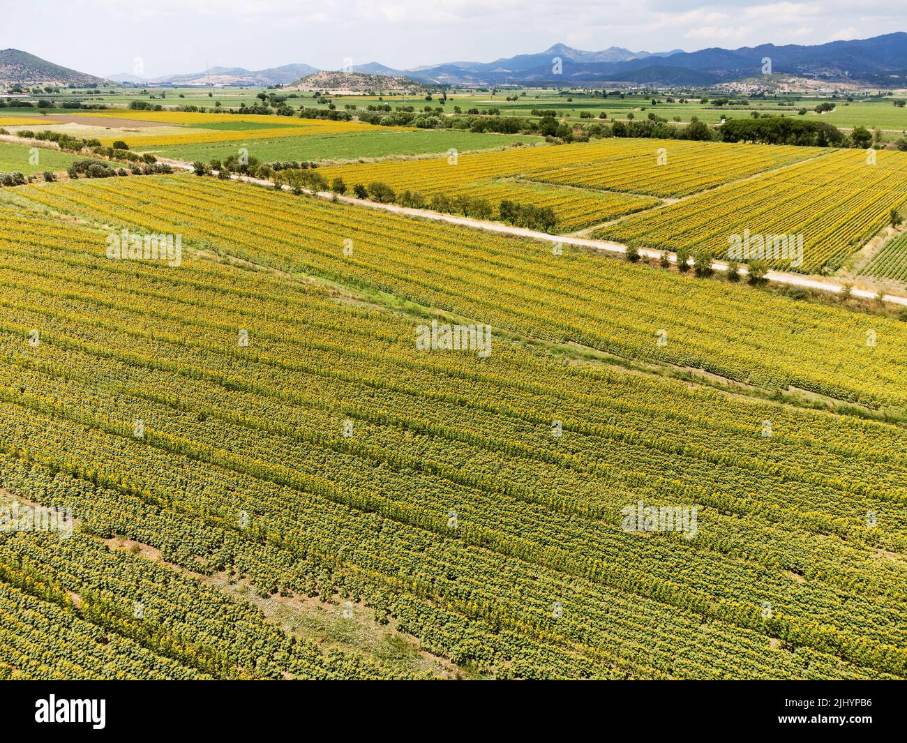 Aerial sunflower farm bright yellow hi-res stock photography and images ...