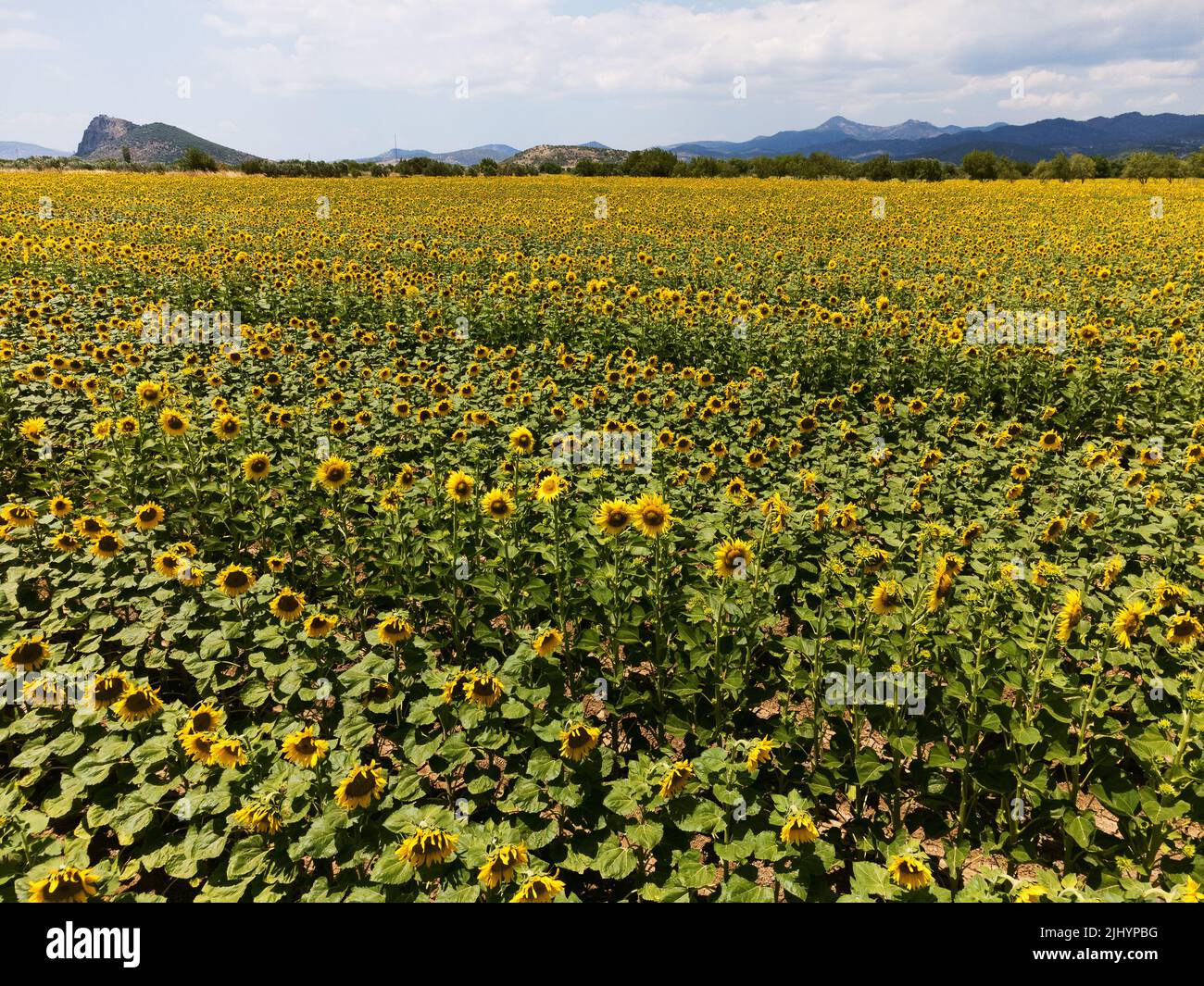 Aerial view of the sunflowers fields. Photo taken via a drone Stock ...