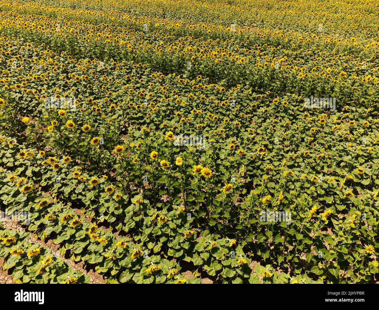 Aerial view of the sunflowers fields. Photo taken via a drone Stock ...
