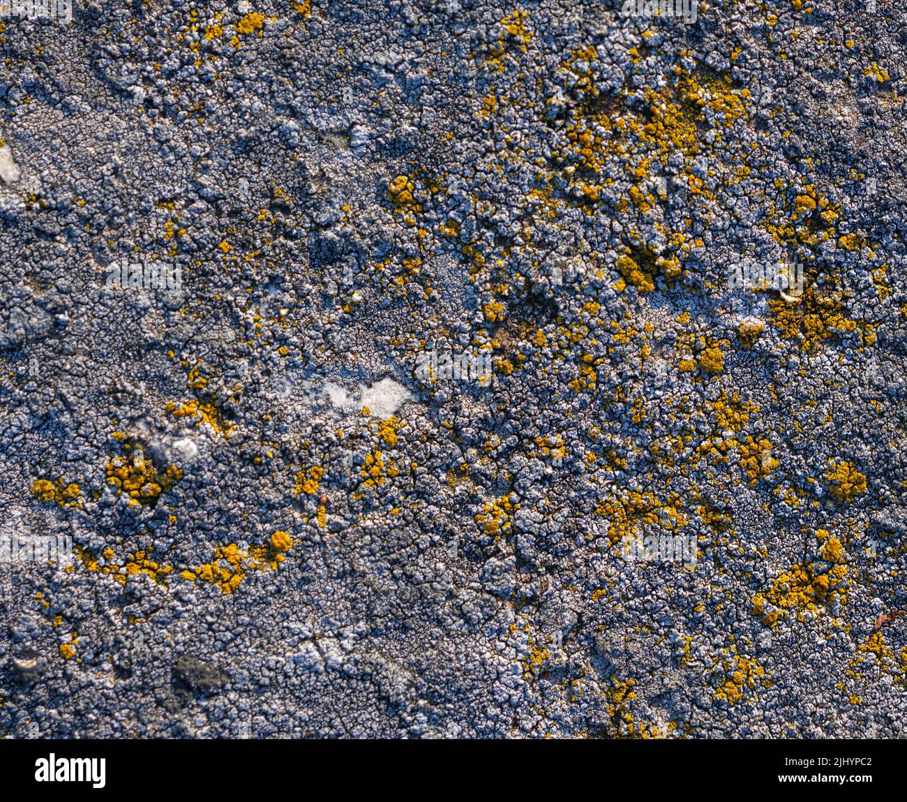 lichen presumably on quartzite sandstone surface under direct sunlight ...