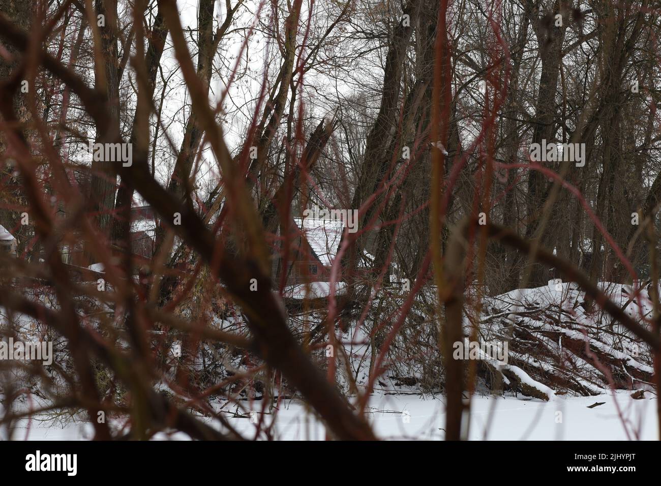 Dying wild forest in winter Stock Photo - Alamy