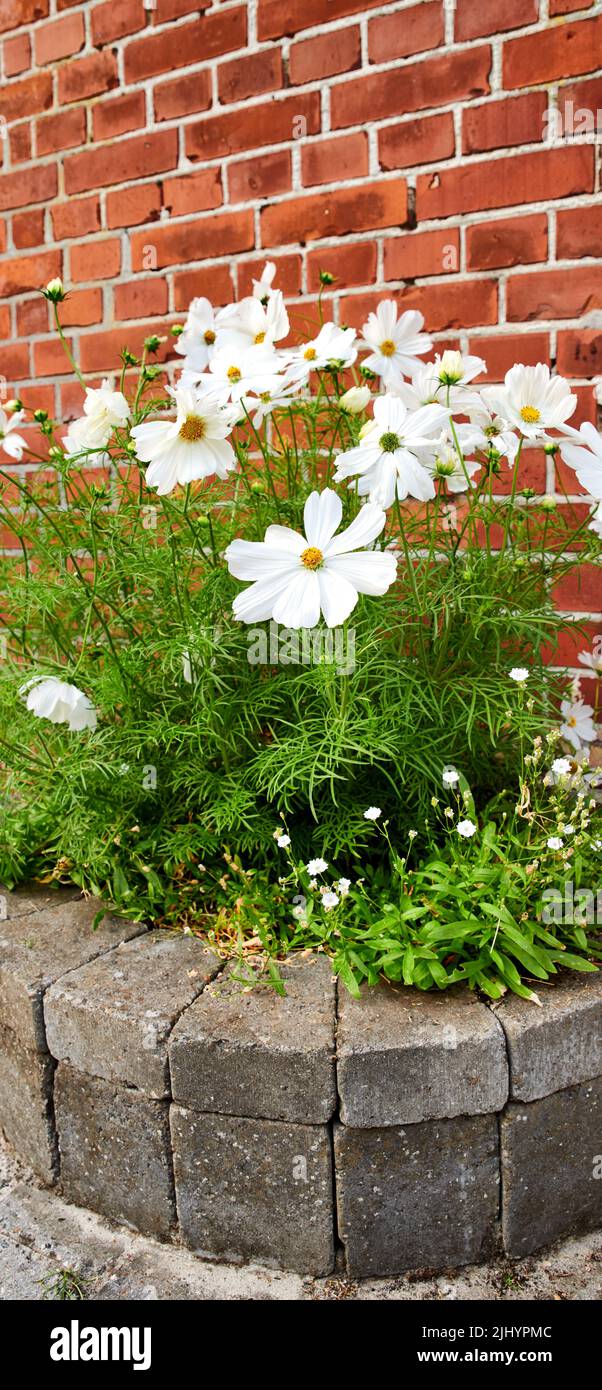 Closeup cosmos flowers vintage hi-res stock photography and images - Alamy