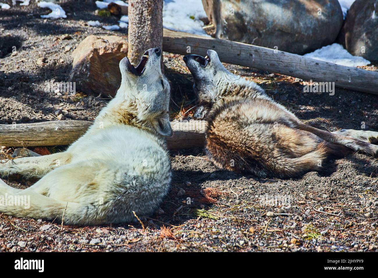 Two wolves laying down and howling Stock Photo - Alamy