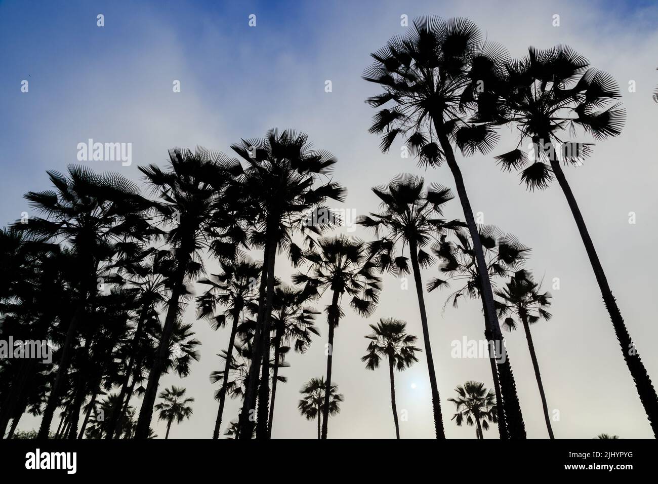 carnauba palm or carnaubeira or copernicia prunifera - palmtree native ...