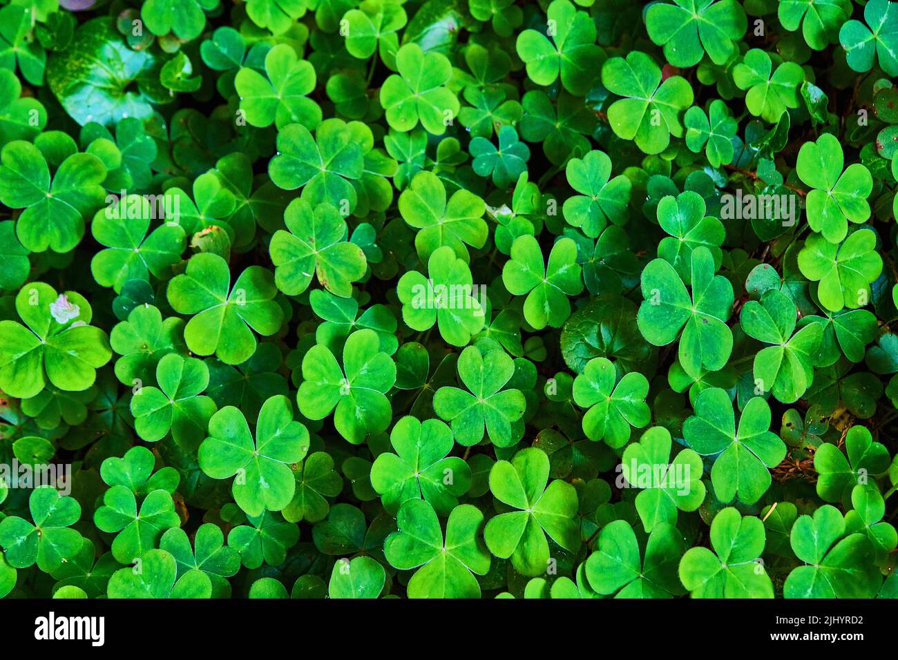 Prairie bush clover hi-res stock photography and images - Alamy