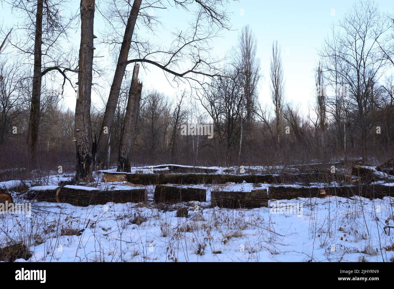Sunny winter forest atmosphere, the beginning of spring Stock Photo - Alamy