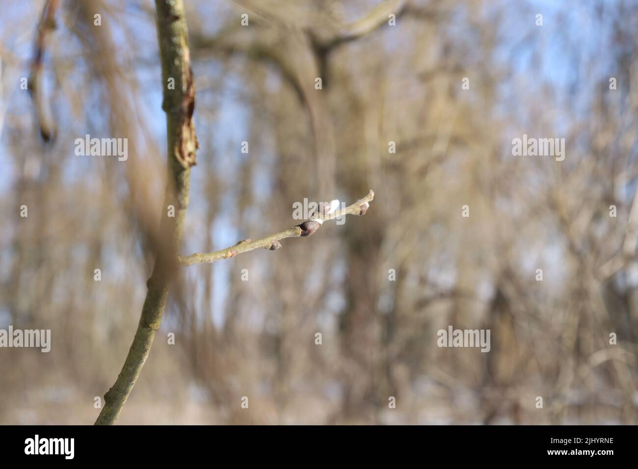 Sunny winter forest atmosphere, the beginning of spring Stock Photo - Alamy