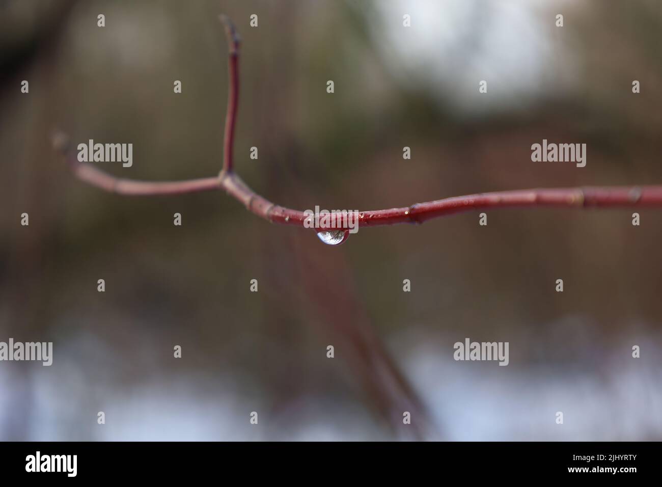 Snow melts on a branch, water drops on trees, the beginning of spring ...