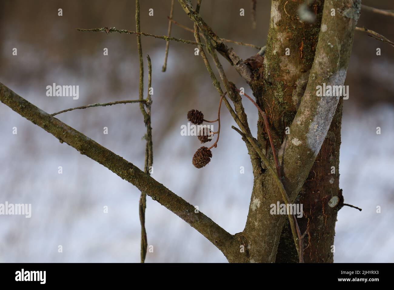 Beginning fungus hi-res stock photography and images - Alamy