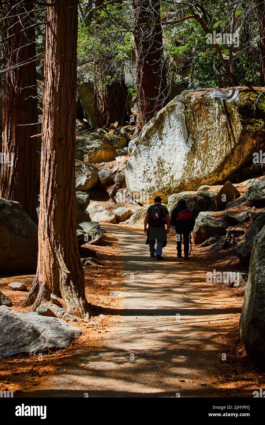 Two hikers walking down paved path through pine tree forest with giant ...