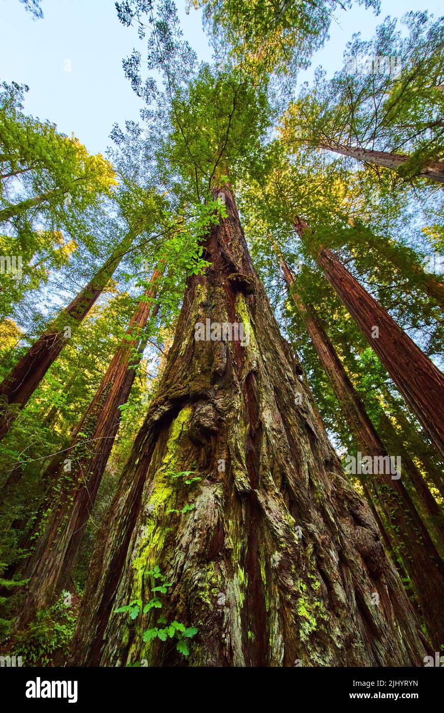 View looking up at huge Redwood forest tree Stock Photo - Alamy