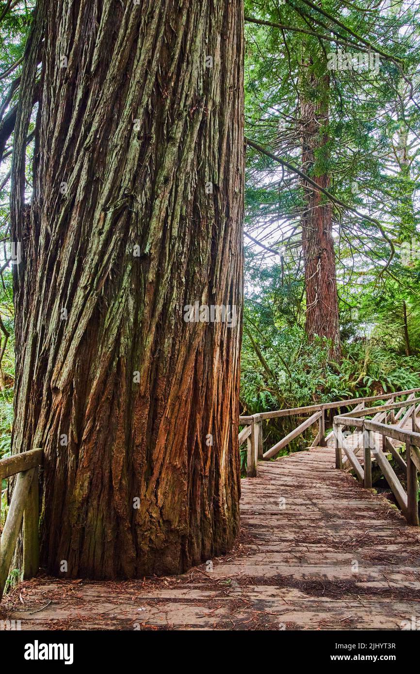 Wooden walking bridge has large Redwood tree cut into it Stock Photo ...