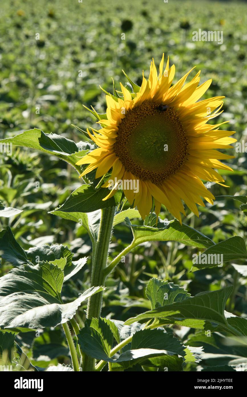Sunflower shown individually on a sunflower field. Round yellow flower ...