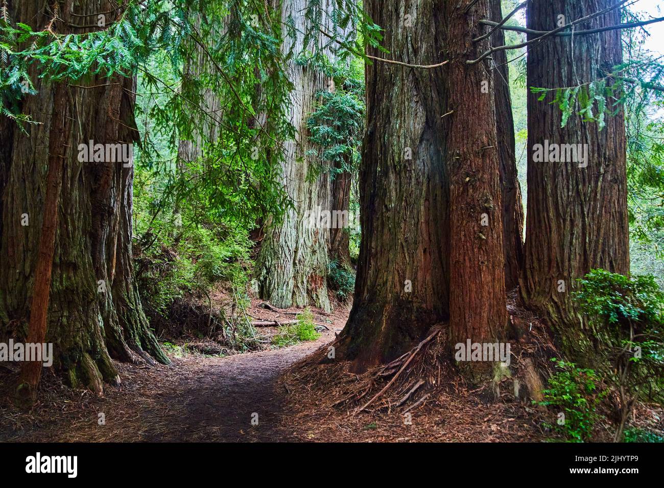 Winding path goes around large Redwood trees in California Stock Photo ...