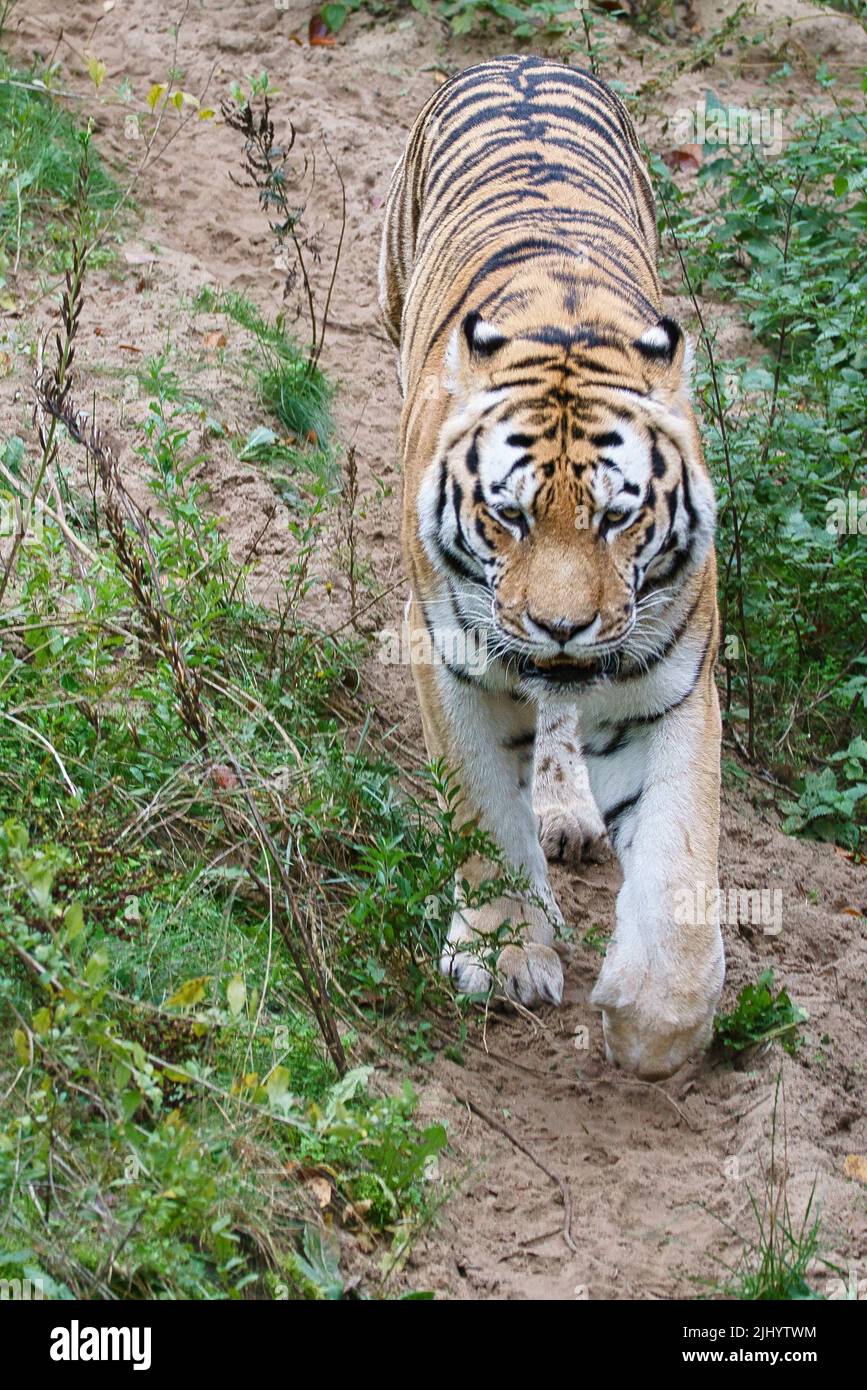 Tiger between trees and rock. Striped coat of elegant predators. Big ...