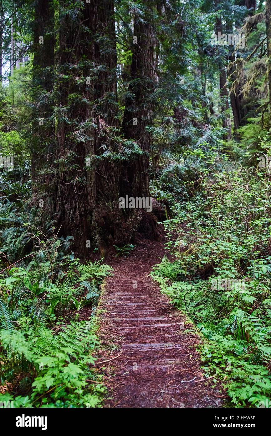 Wood hiking path leading into lush green Redwoods forest Stock Photo ...