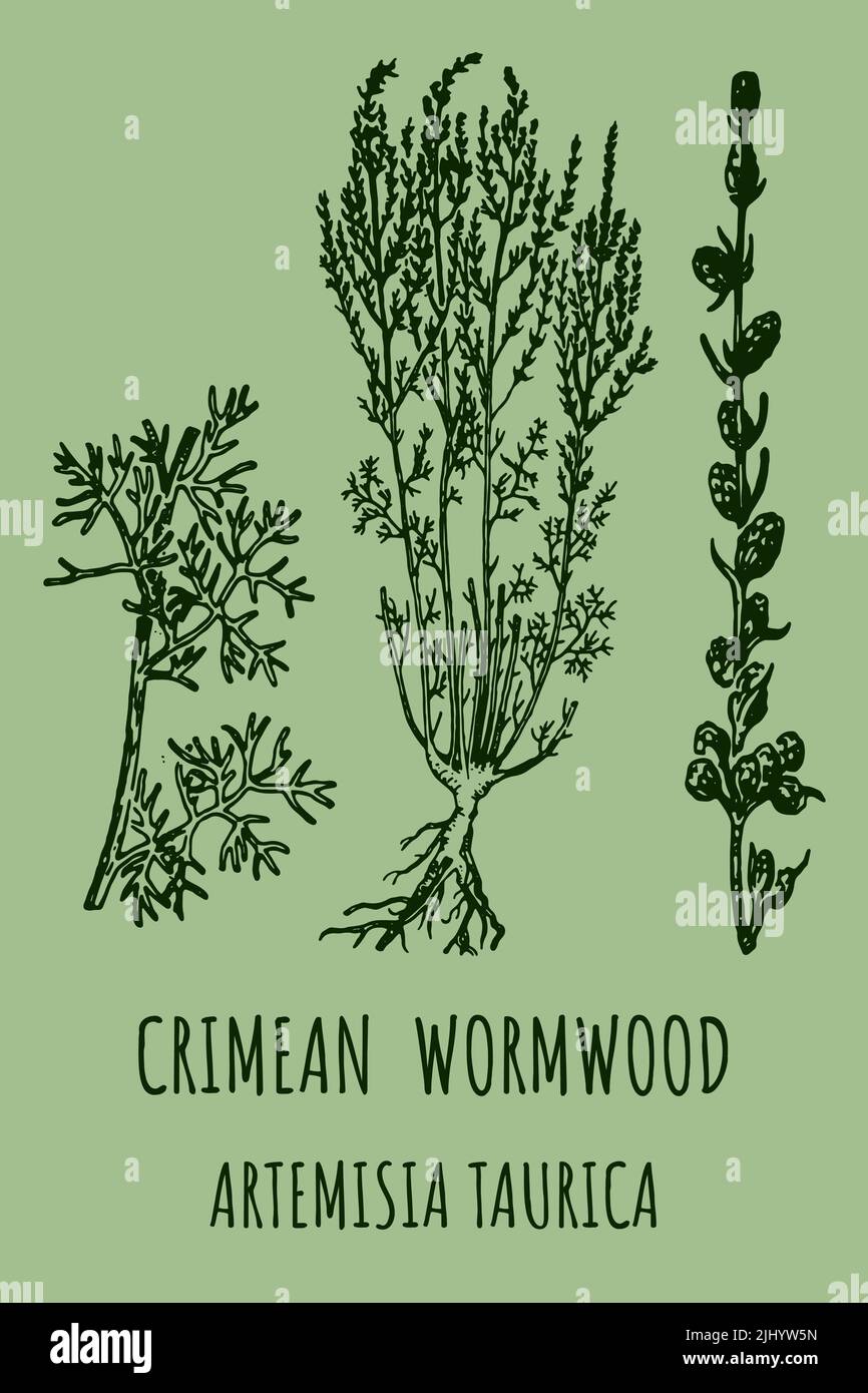 CRIMEAN Wormwood (Artemisia taurica) illustration. Wormwood branch ...