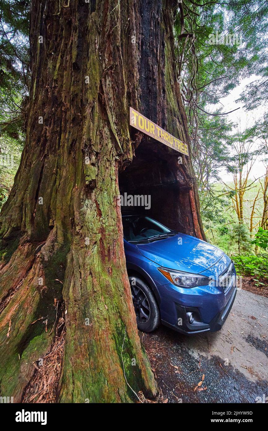 View from side of Subaru Crosstrek parked inside of a Redwood Tree ...