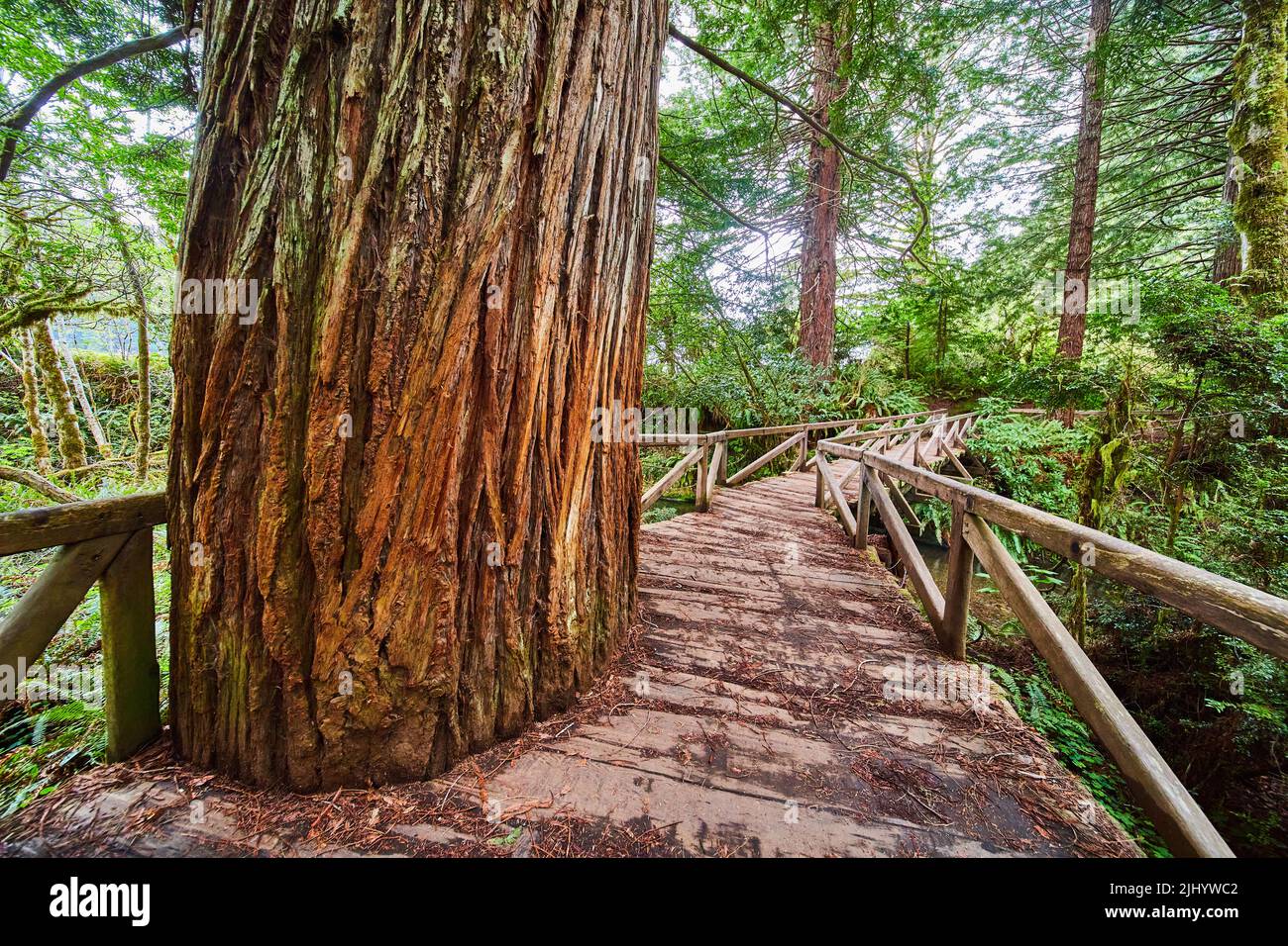 Wooden walking bridge with hole cut out for ancient Redwood tree Stock ...