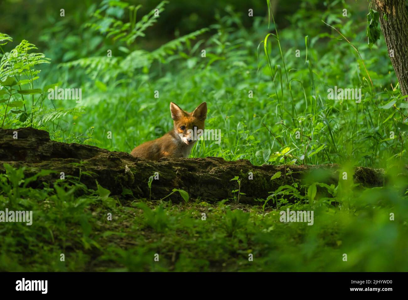 Red fox cub (Vulpes vulpes) approximately 10/12 weeks old. Woolhope ...