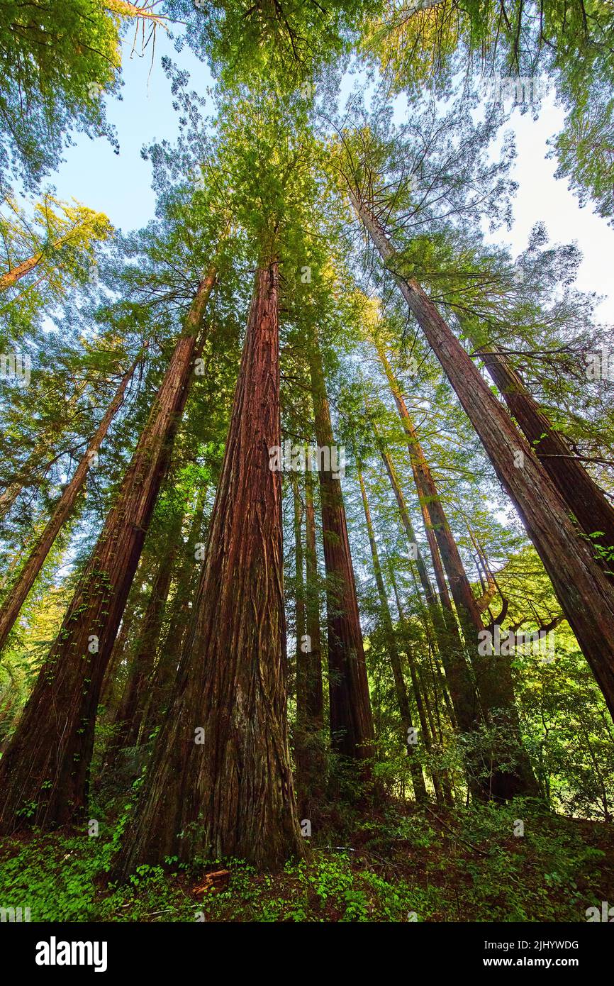Vertical of large Redwood forest with giant tree trunks Stock Photo - Alamy