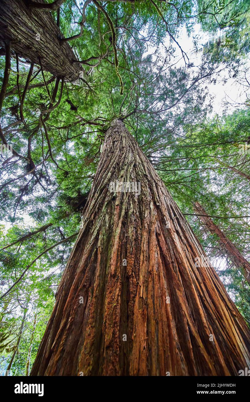 View looking up at ancient and colorful Redwood tree in lush spring ...