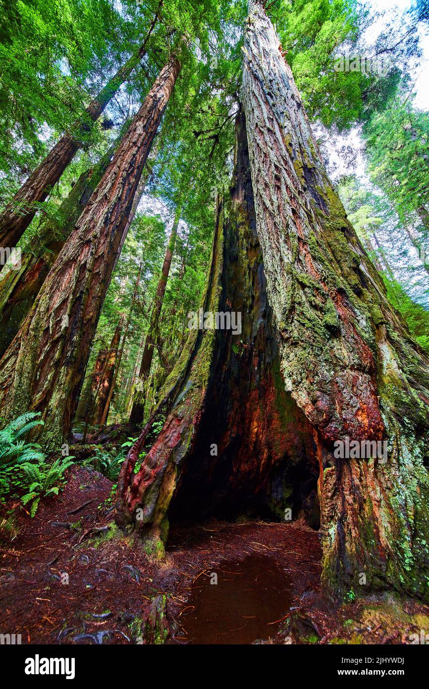 View looking up and into ancient hollowed out Redwood tree in ...