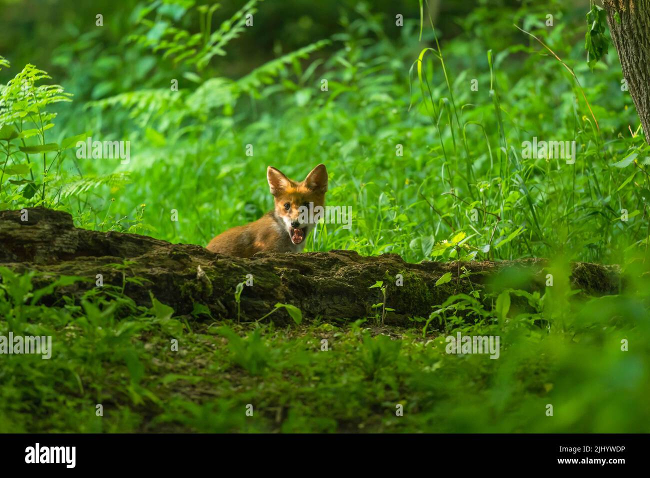 Red fox cub (Vulpes vulpes) approximately 10/12 weeks old. Woolhope ...