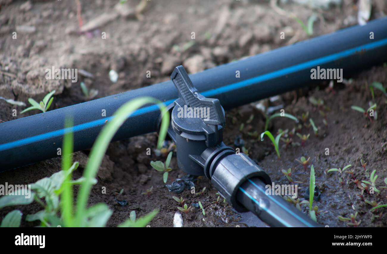 A pipe with a faucet on a drip tape. A system for drip irrigation of ...
