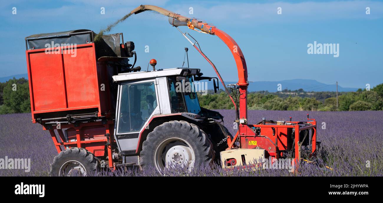 Tractor harvesting lavender in a field, Valensole, France Stock Photo ...