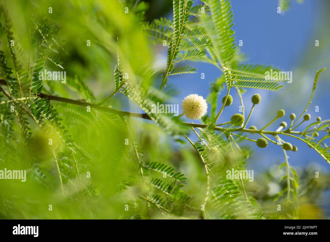 Interesting Tropical Plant in Puerto Rico. Tropical Bud and Flower ...