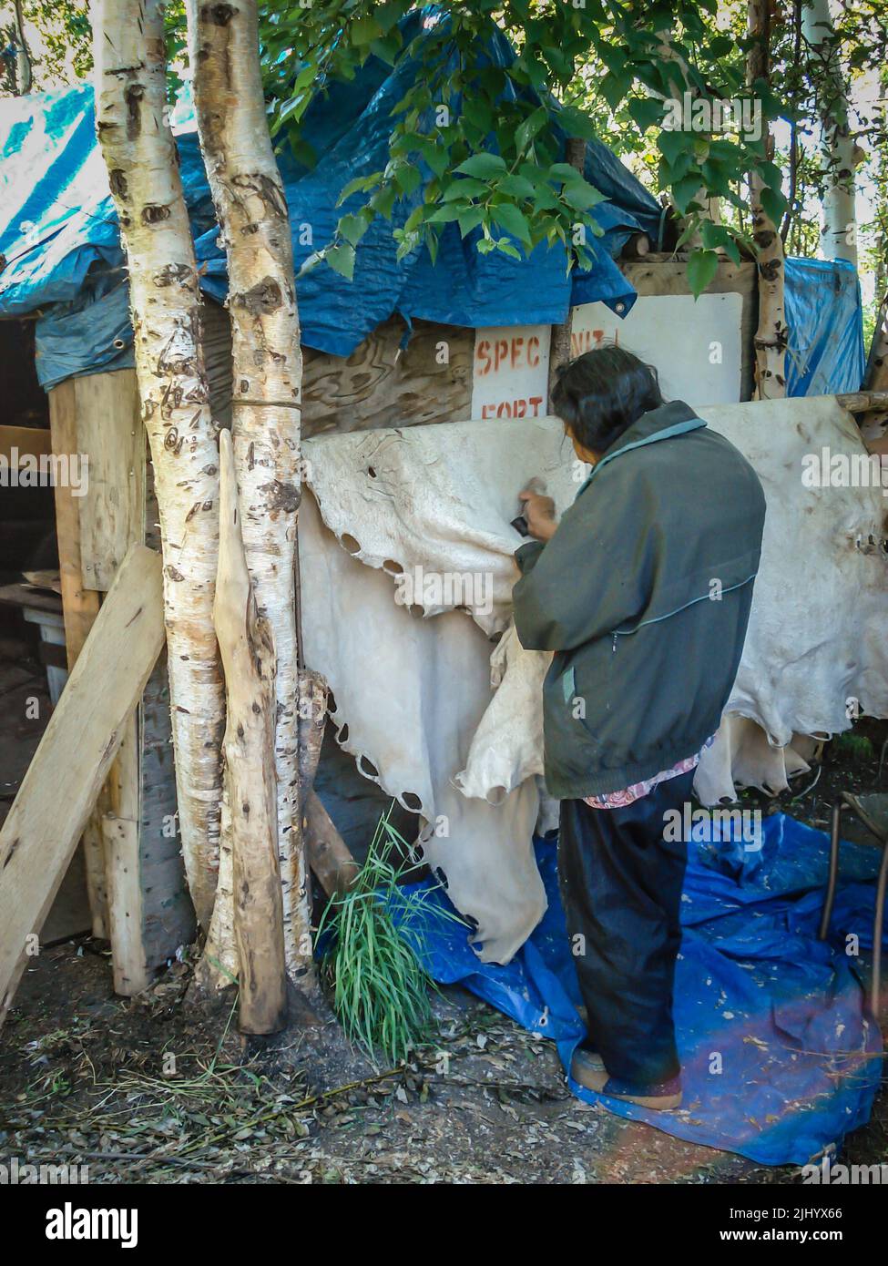 Indigenous Dene elder, Martine Kotchea, preparing a moosehide in Fort ...