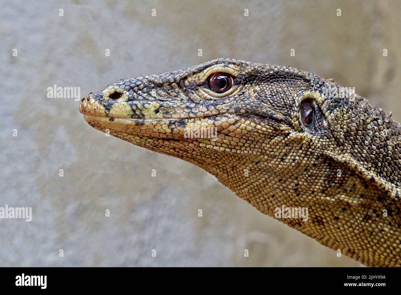 A close-up shot of a monitor lizard's head Stock Photo - Alamy