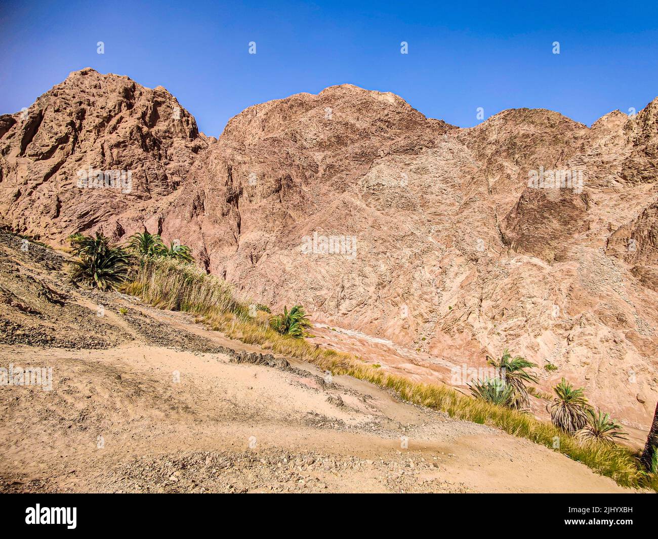 Beautiful Oasis in the desert with palm and mountain view in Dahab ...