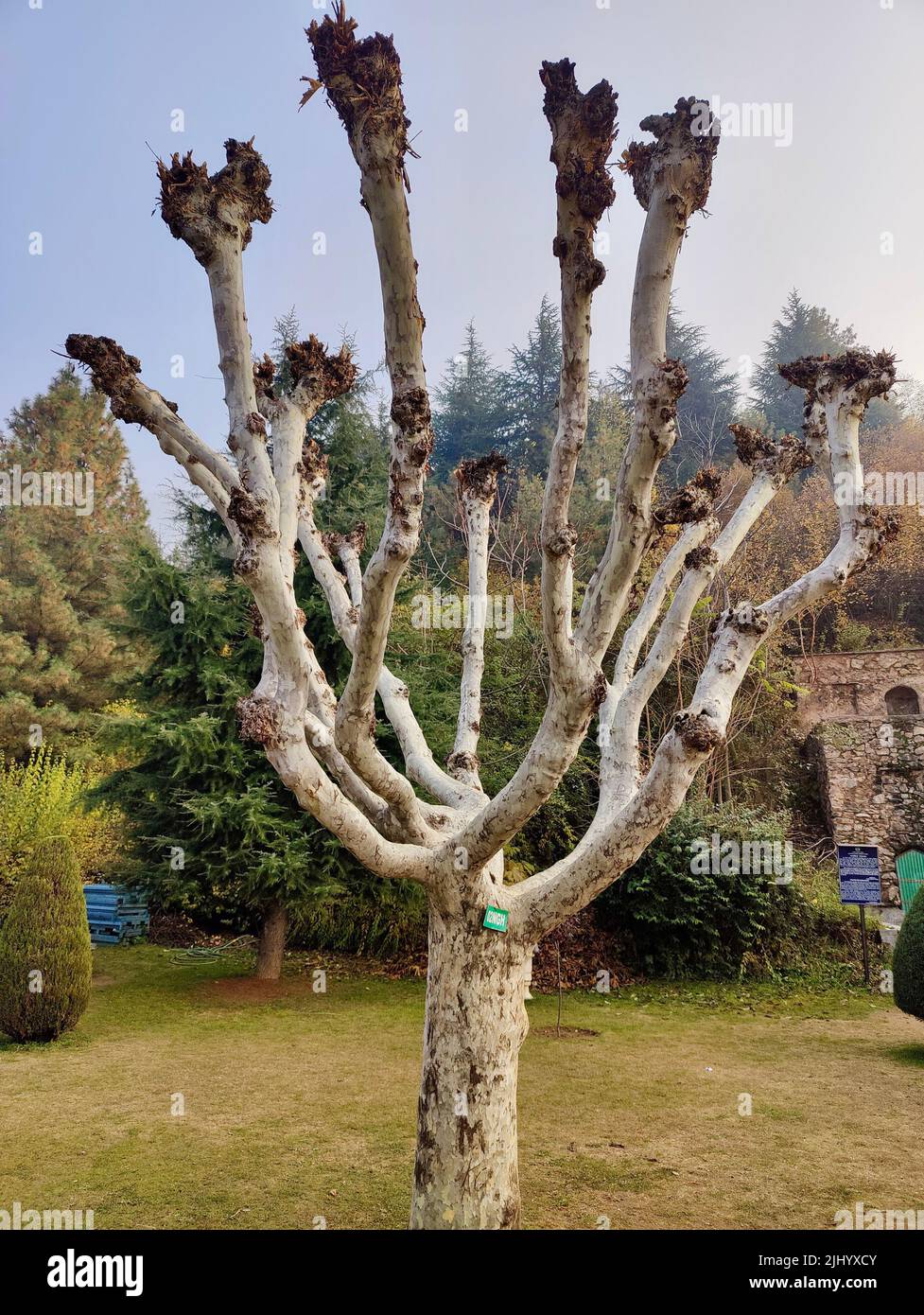 A vertical shot of a leafless tree with thick branches Stock Photo - Alamy