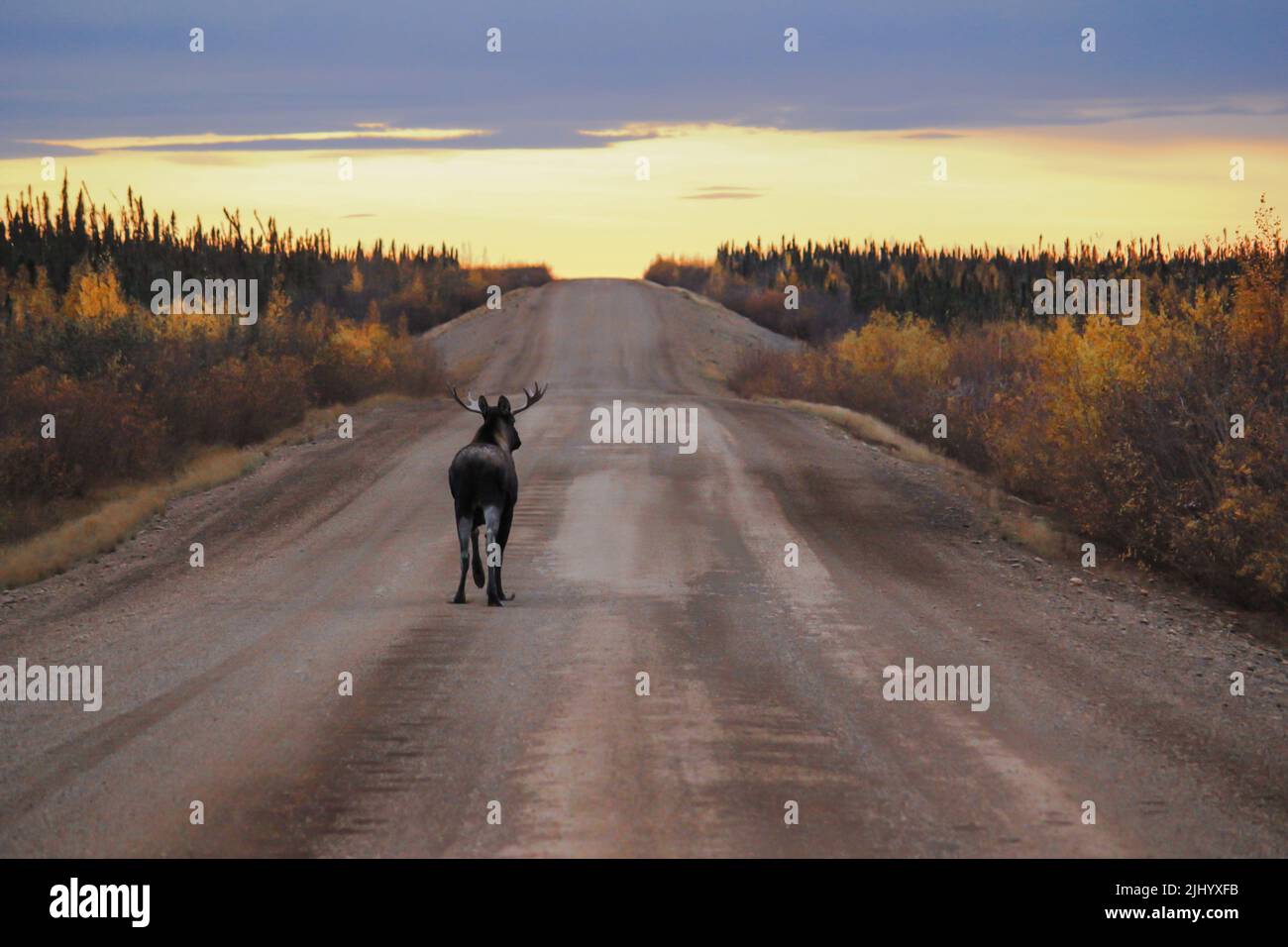 Moose walking along the Dempster Highway in the fall, outside of Inuvik ...