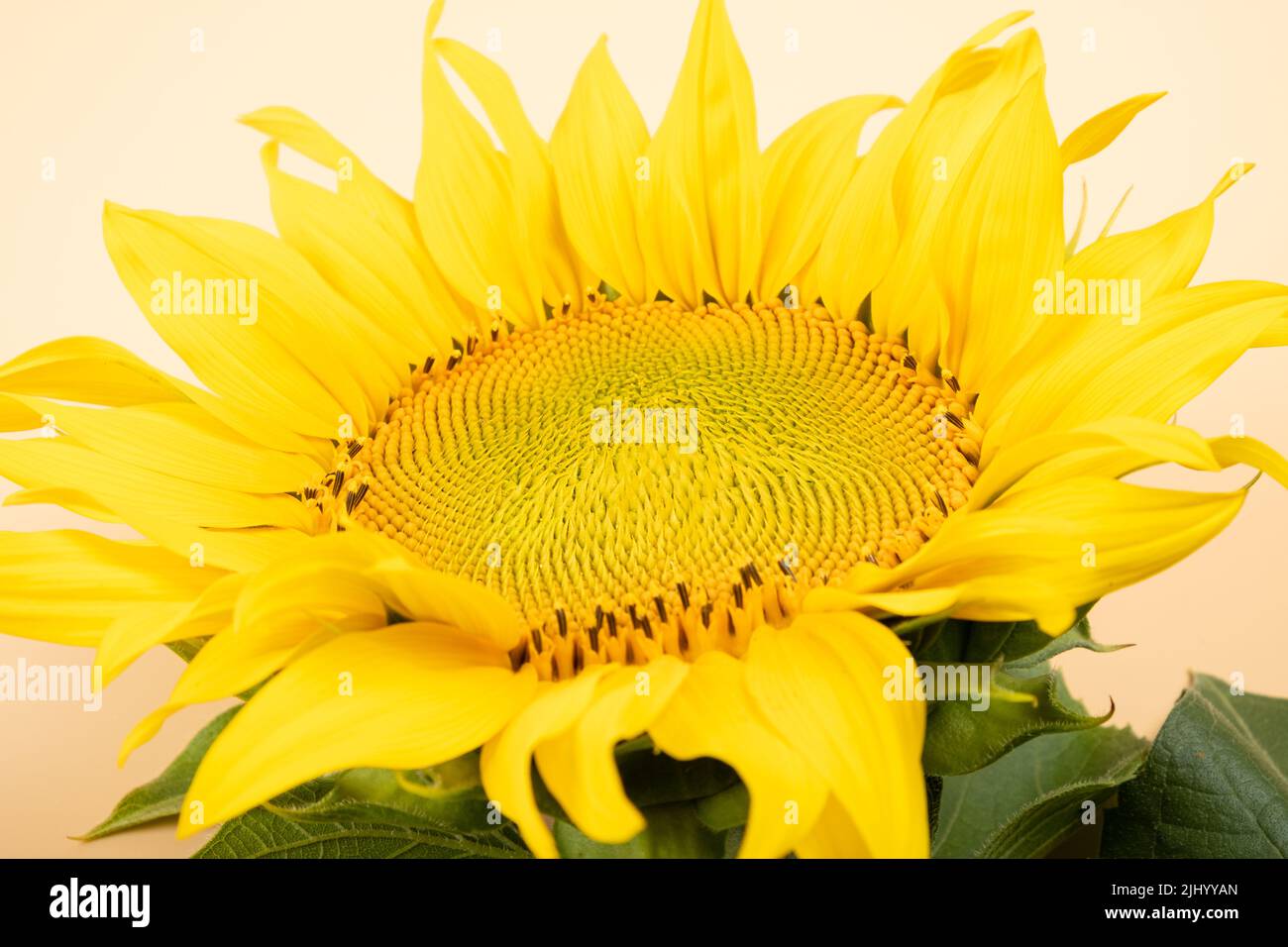 Sunny flower hi-res stock photography and images - Alamy