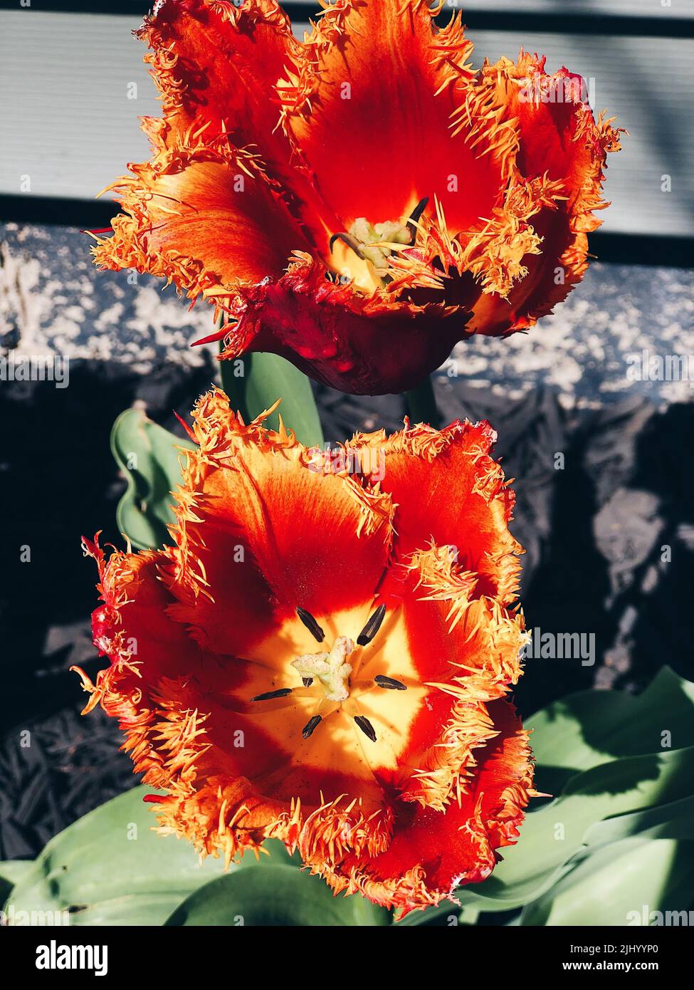 Top view tulip flowers hi-res stock photography and images - Alamy