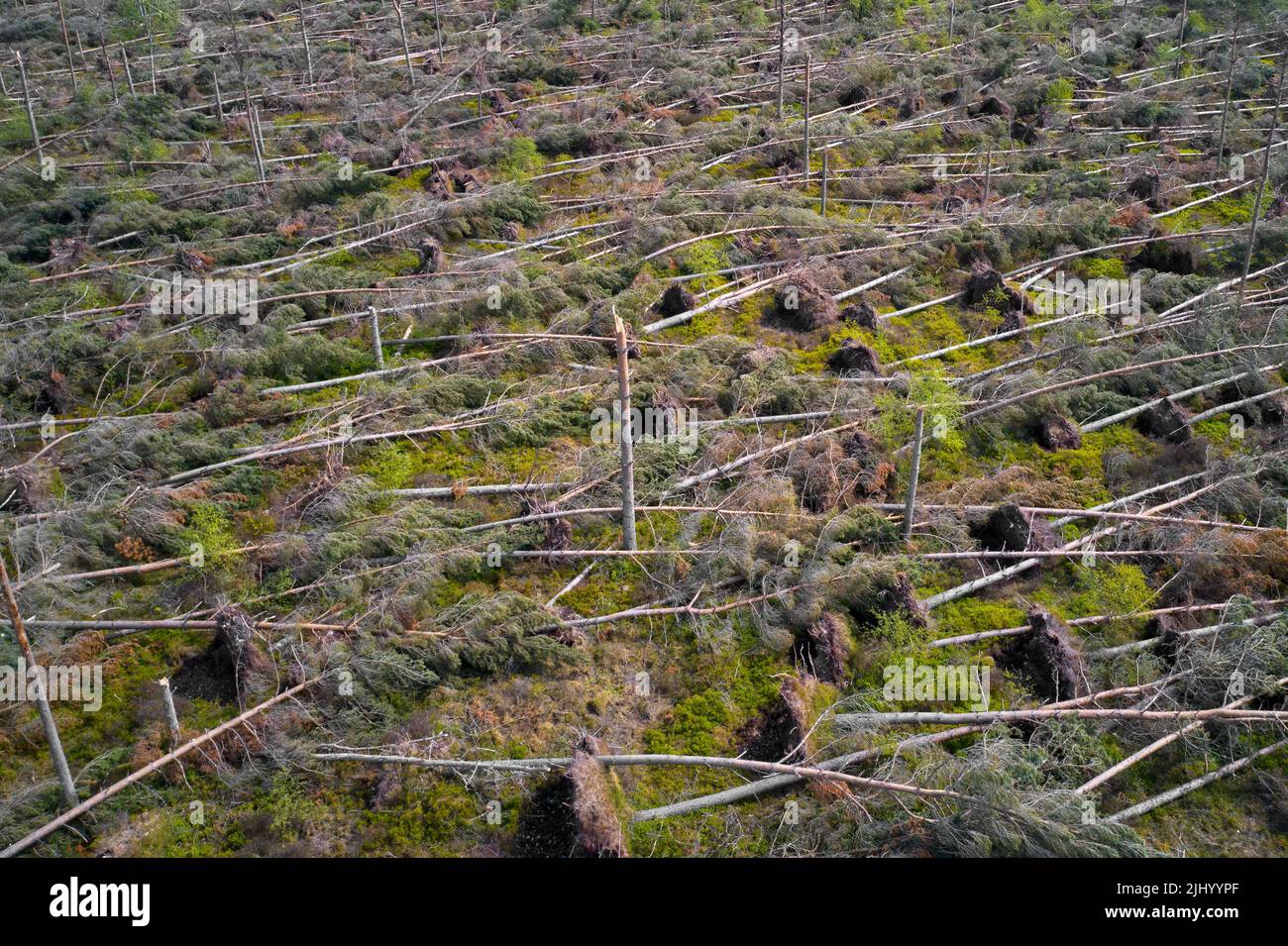 Trees felling in Scotland to produce biomass fuel Stock Photo - Alamy