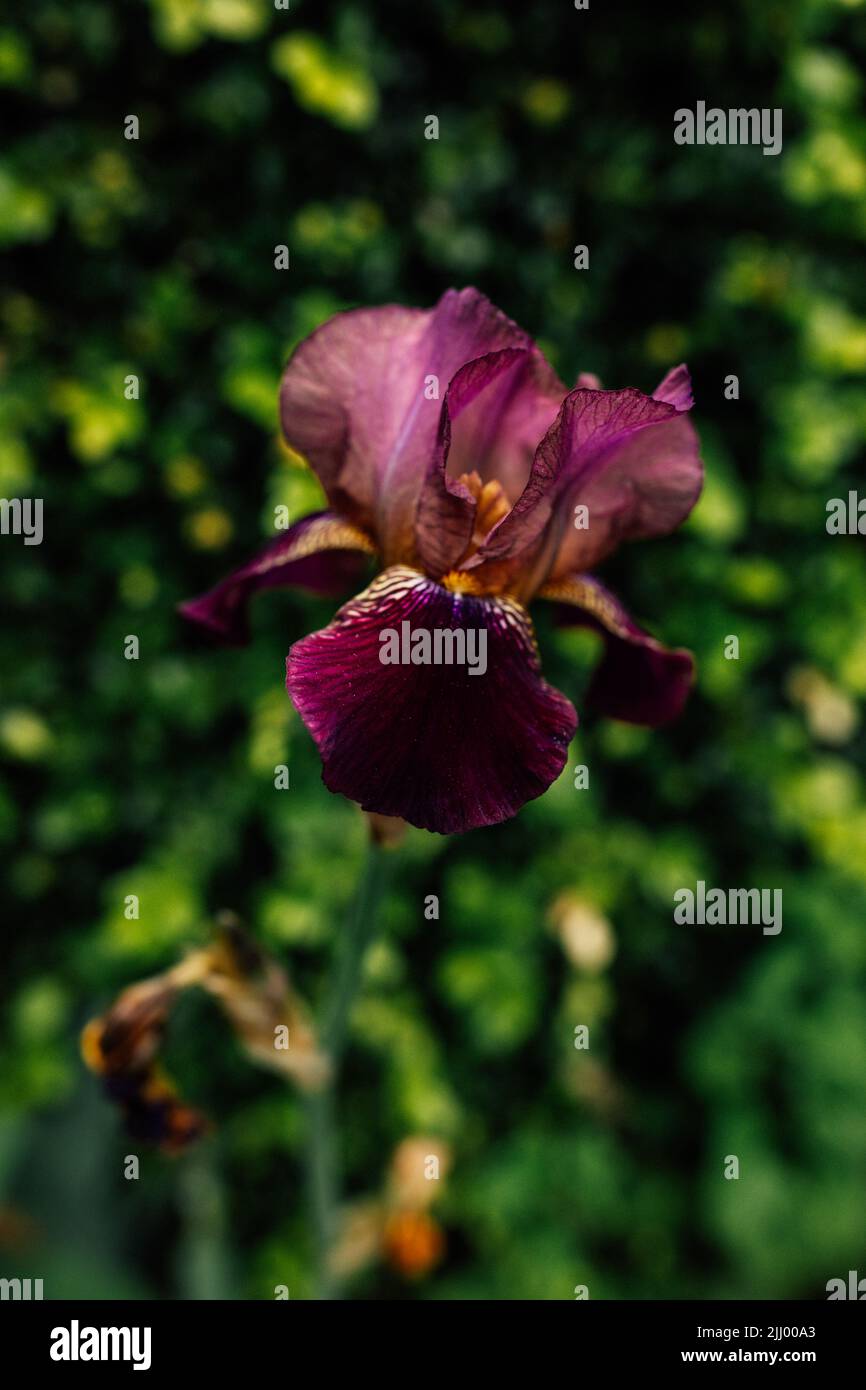 purple bearded Iris flower in front of boxwood hedge Stock Photo - Alamy